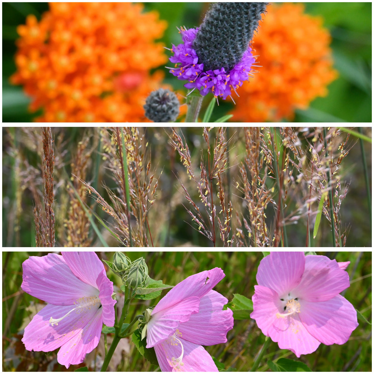 Native Plants Unlimited LLC