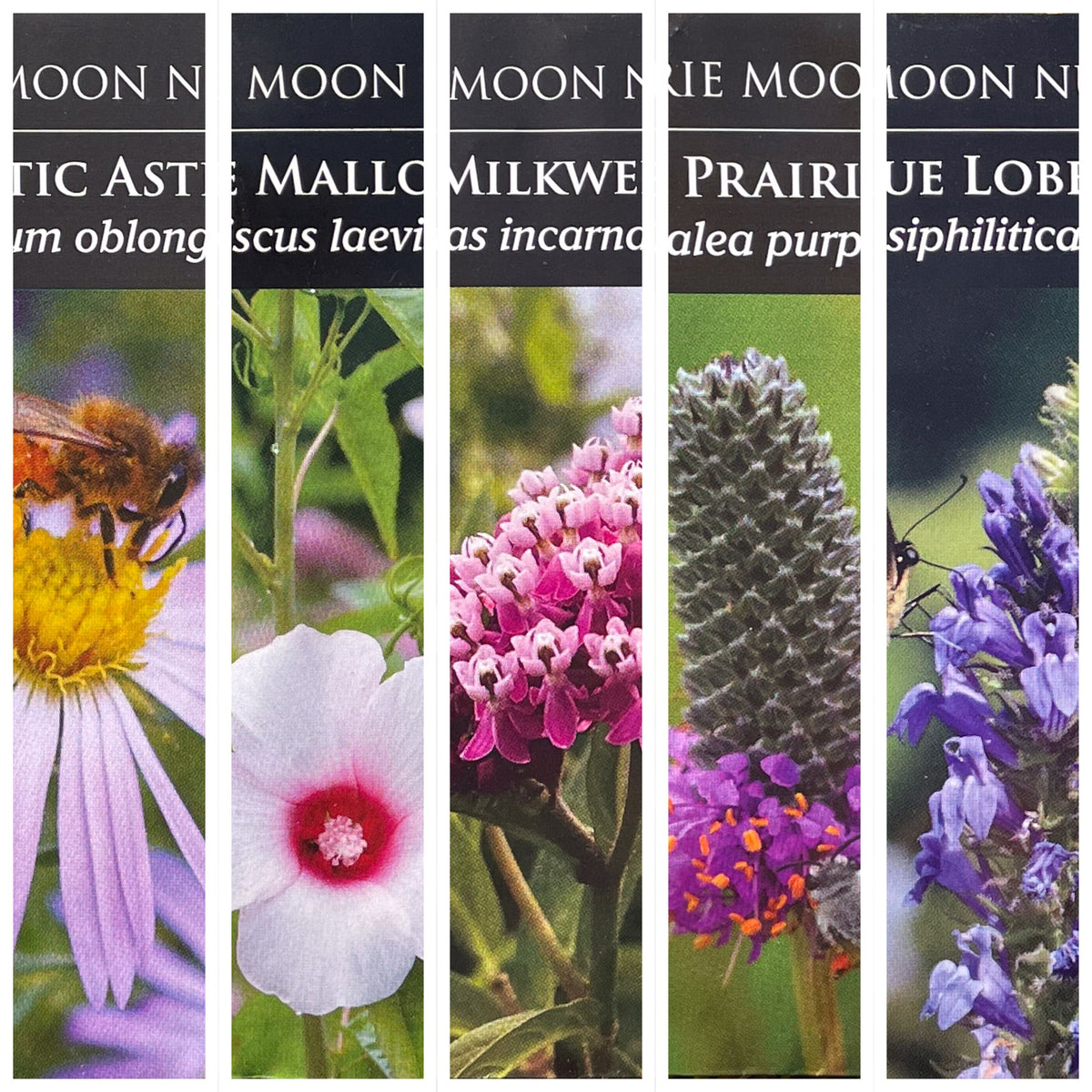 Seed Packs — Native Plants Unlimited LLC