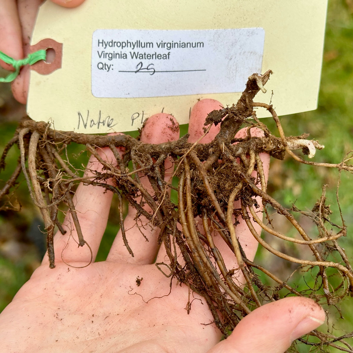 Bare Roots — Native Plants Unlimited LLC