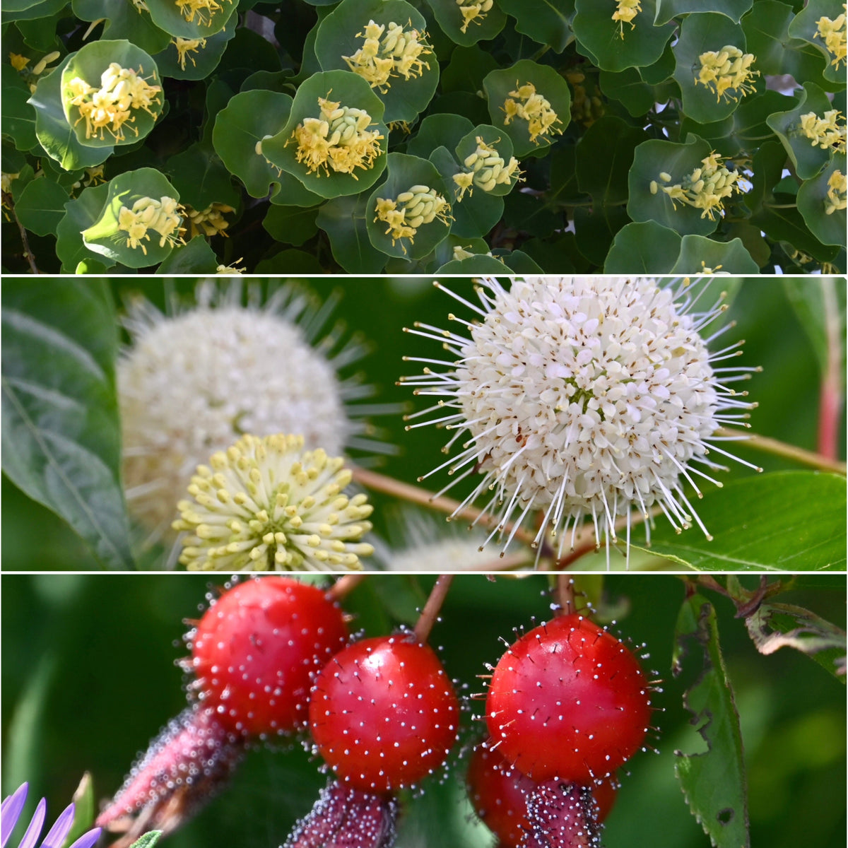 Bundles — Native Plants Unlimited LLC