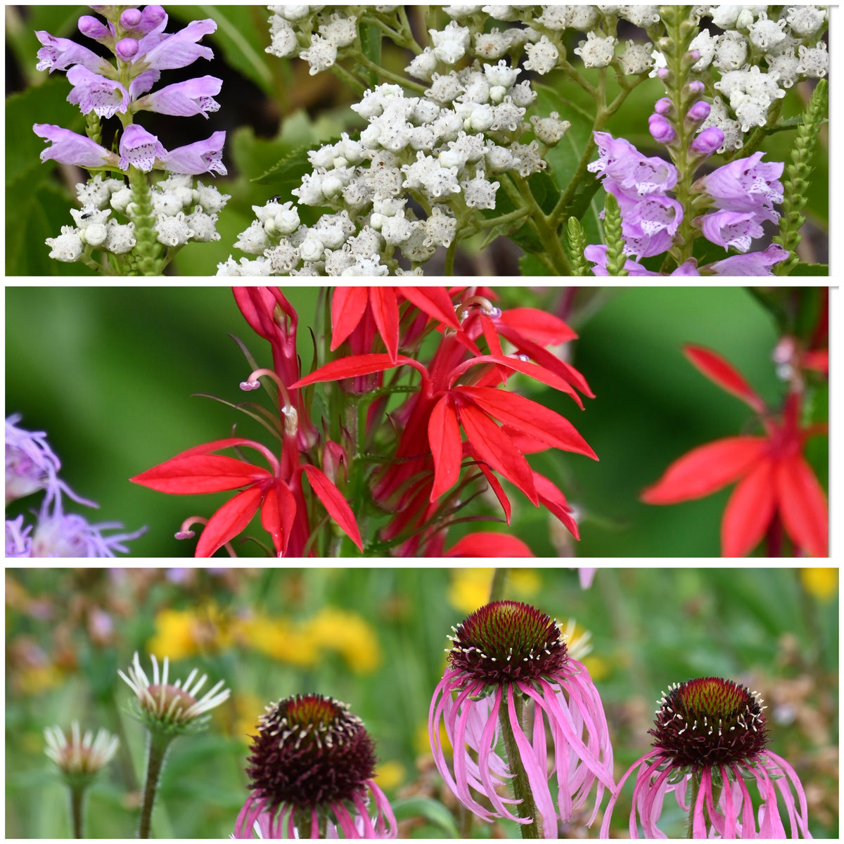 Forbs — Native Plants Unlimited LLC
