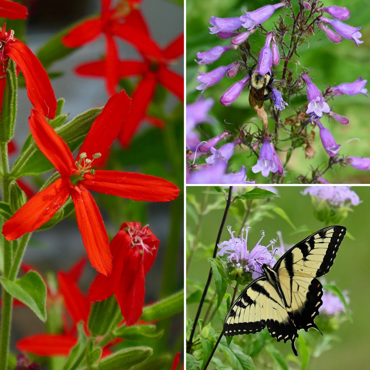 Standard Pots, Plugs to Pints — Native Plants Unlimited LLC