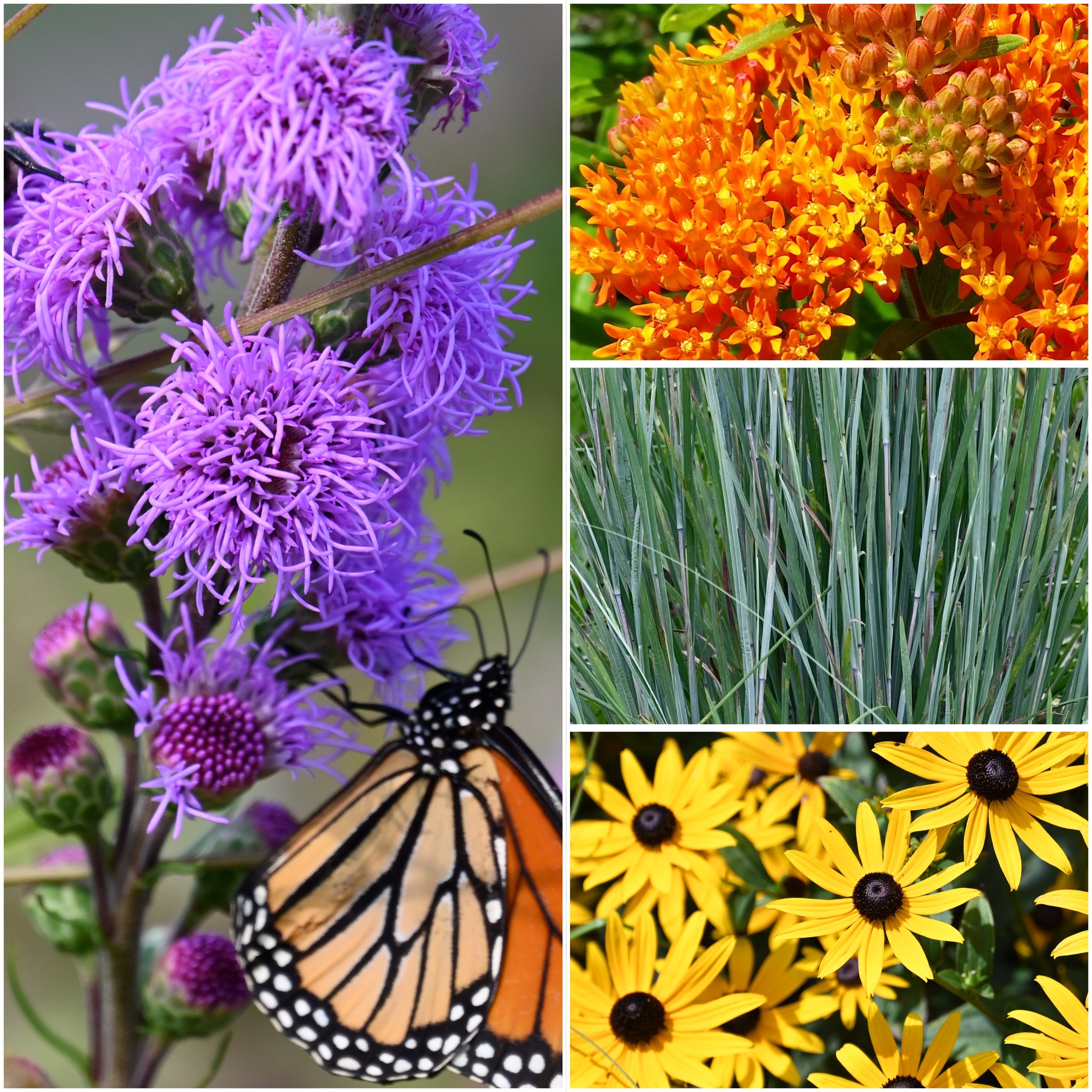 Native Plants Unlimited LLC