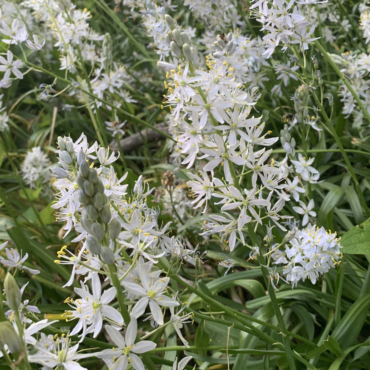 Wild Hyacinth (Camassia scilloides) BARE ROOT — Native Plants Unlimited LLC
