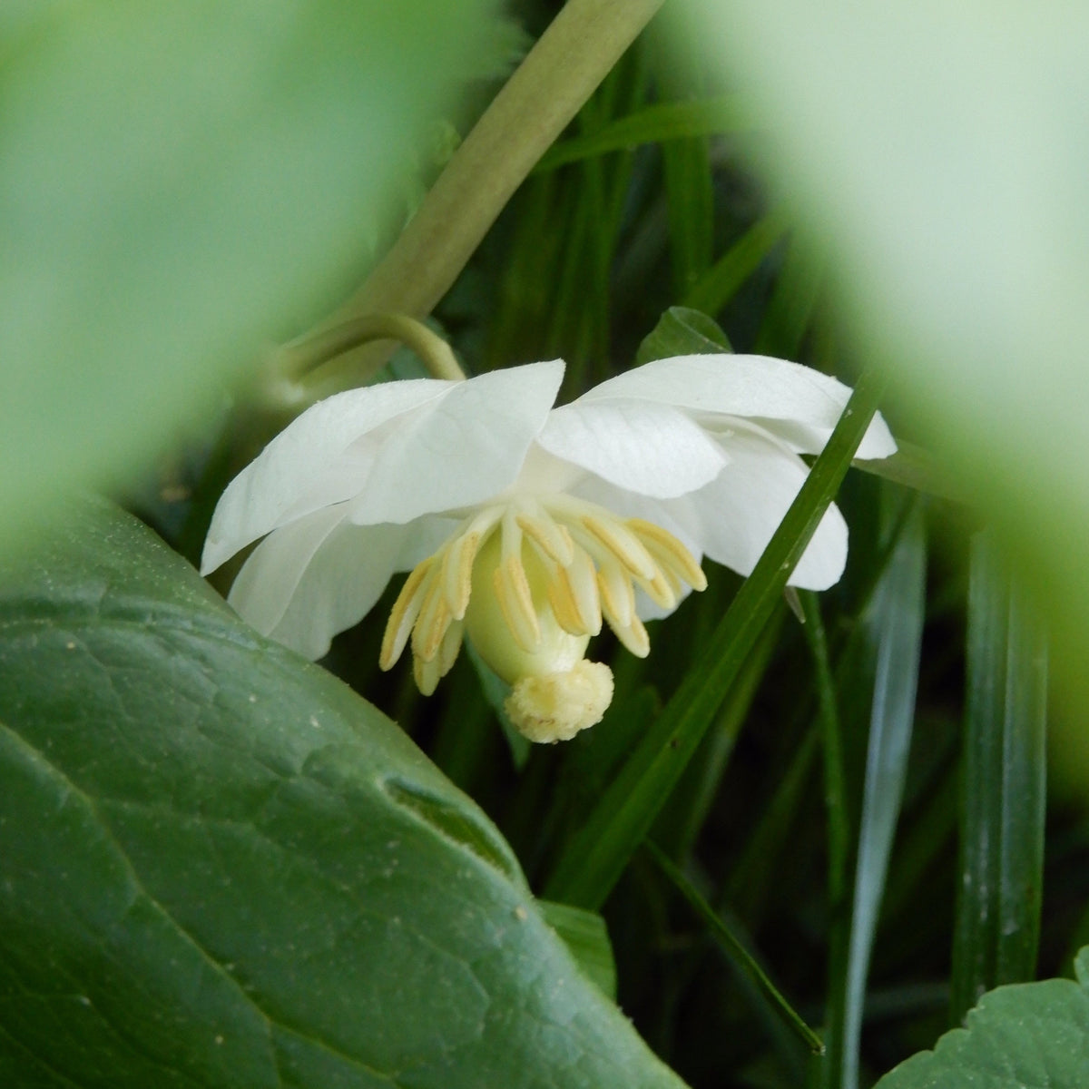 Mayapple (Podophyllum peltatum) BARE ROOT — Native Plants Unlimited LLC