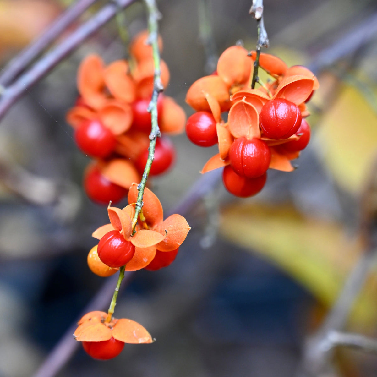 American Bittersweet (Celastrus scandens) 2"x2"x3" Pot — Native Plants ...
