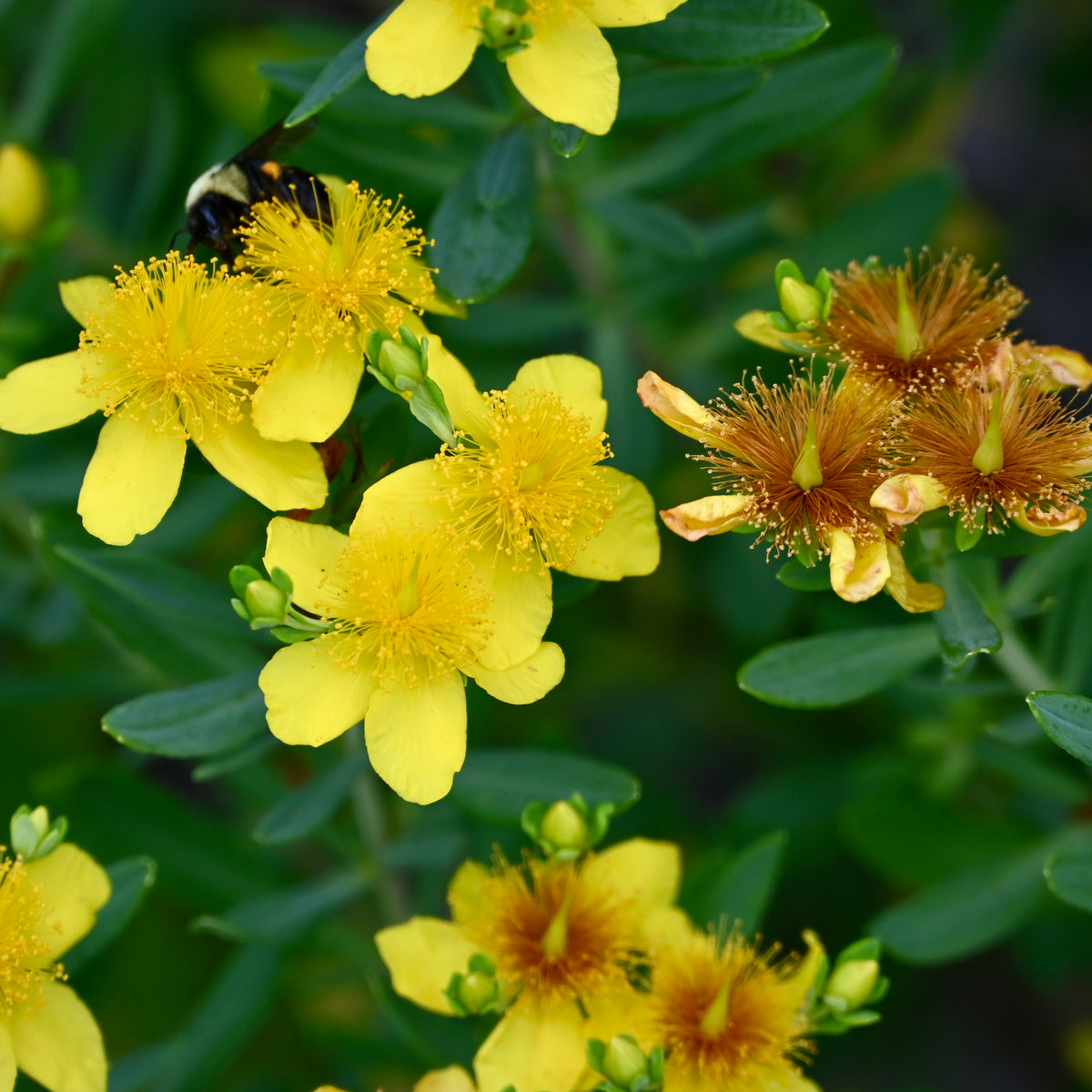 Kalm’s St. John’s Wort (Hypericum kalmianum) — Native Plants Unlimited LLC