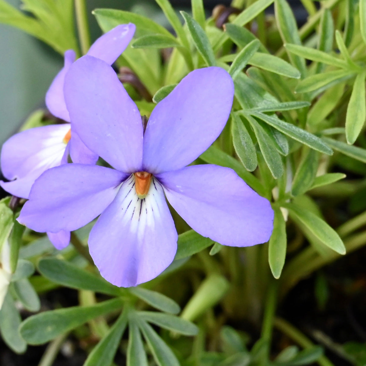 Bird’s Foot Violet (Viola pedata) BARE ROOT — Native Plants Unlimited LLC