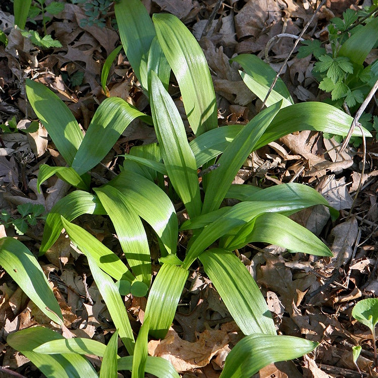 Wild Leek (Allium tricoccum) BARE ROOT — Native Plants Unlimited LLC