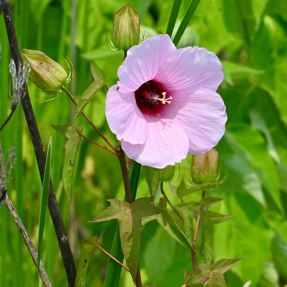 Halberd-leaved Rose Mallow (Hibiscus laevis) 1 GAL — Native Plants ...