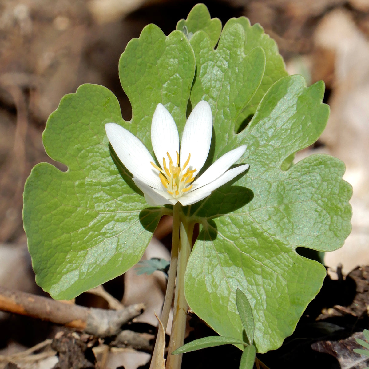 Bloodroot (Sanguinaria canadensis) BARE ROOT — Native Plants Unlimited LLC