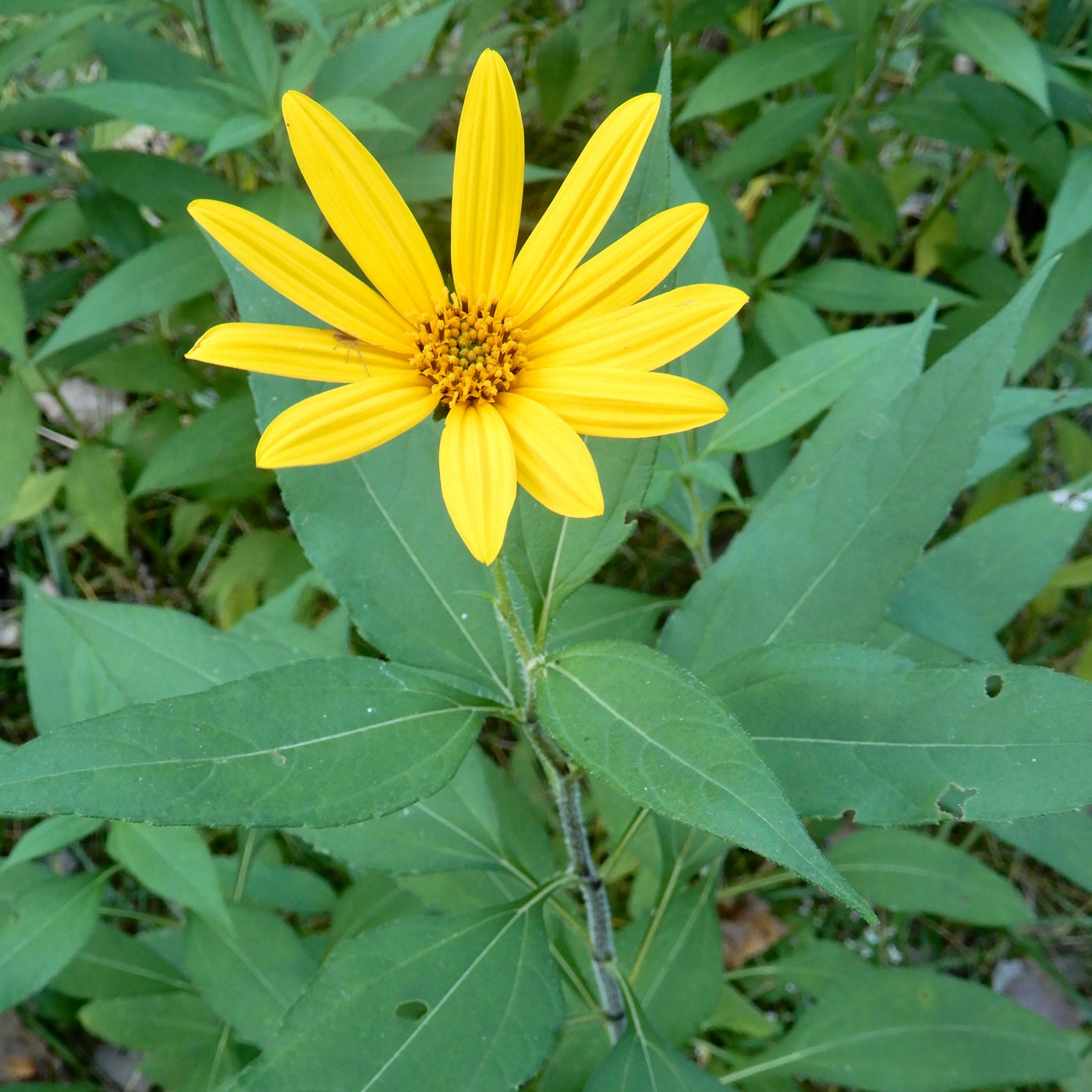 Sunchoke (Helianthus tuberosus) BARE ROOT — Native Plants Unlimited LLC