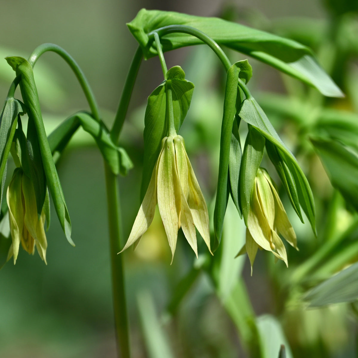Large-flowered Bellwort (Uvularia grandiflora) BARE ROOT — Native ...