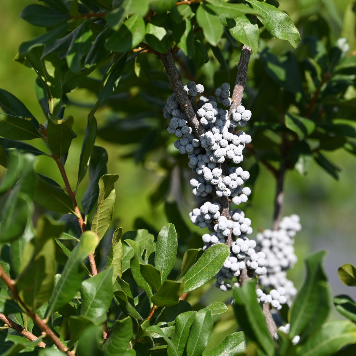 Northern Bayberry (Myrica pensylvanica) 1 GAL — Native Plants Unlimited LLC