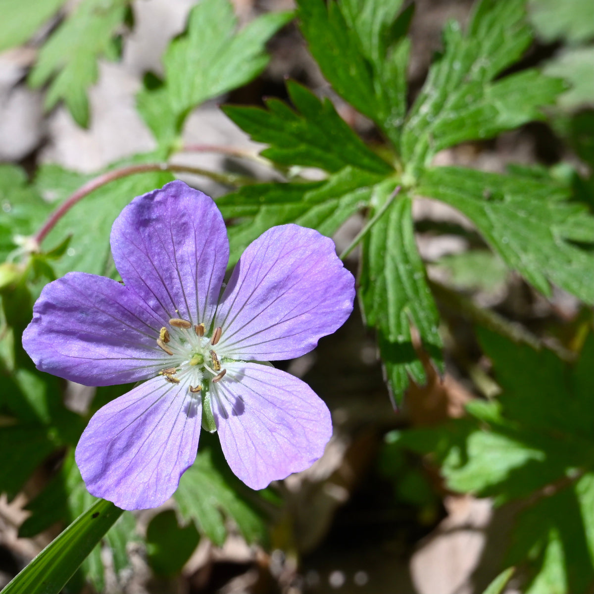 Wild Geranium (Geranium maculatum) BARE ROOT — Native Plants Unlimited LLC