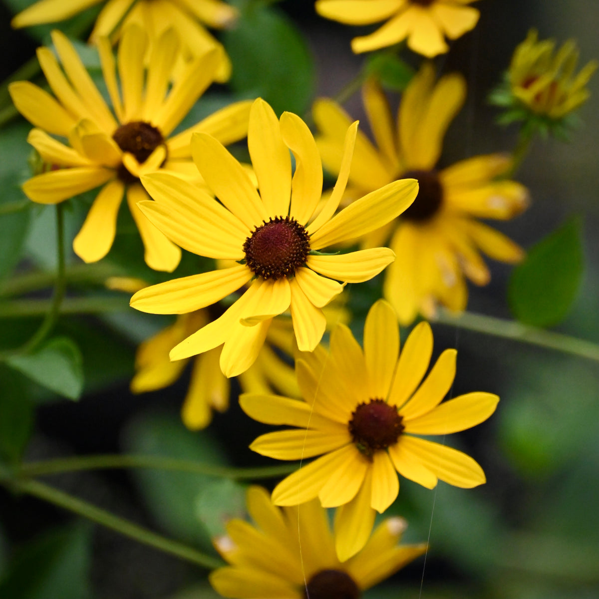 Sweet Black-eyed Susan (Rudbeckia subtomentosa) 1 GAL — Native Plants ...