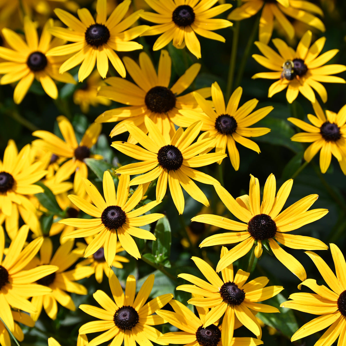 Showy Black-eyed Susan (Rudbeckia fulgida) 1 GAL — Native Plants ...