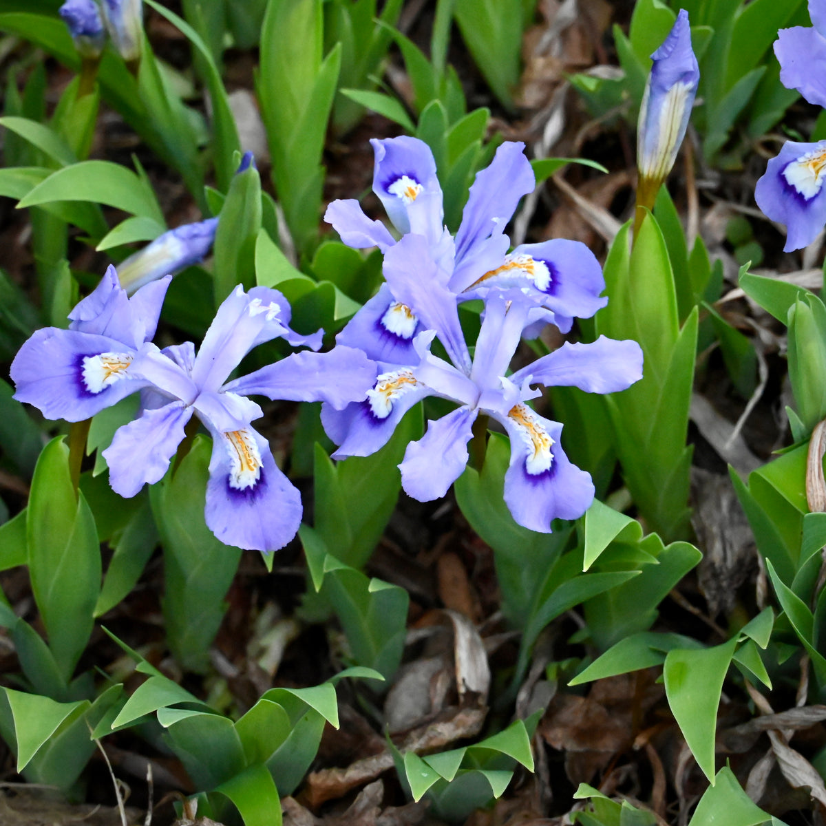 Dwarf Crested Iris (Iris cristata) — Native Plants Unlimited LLC