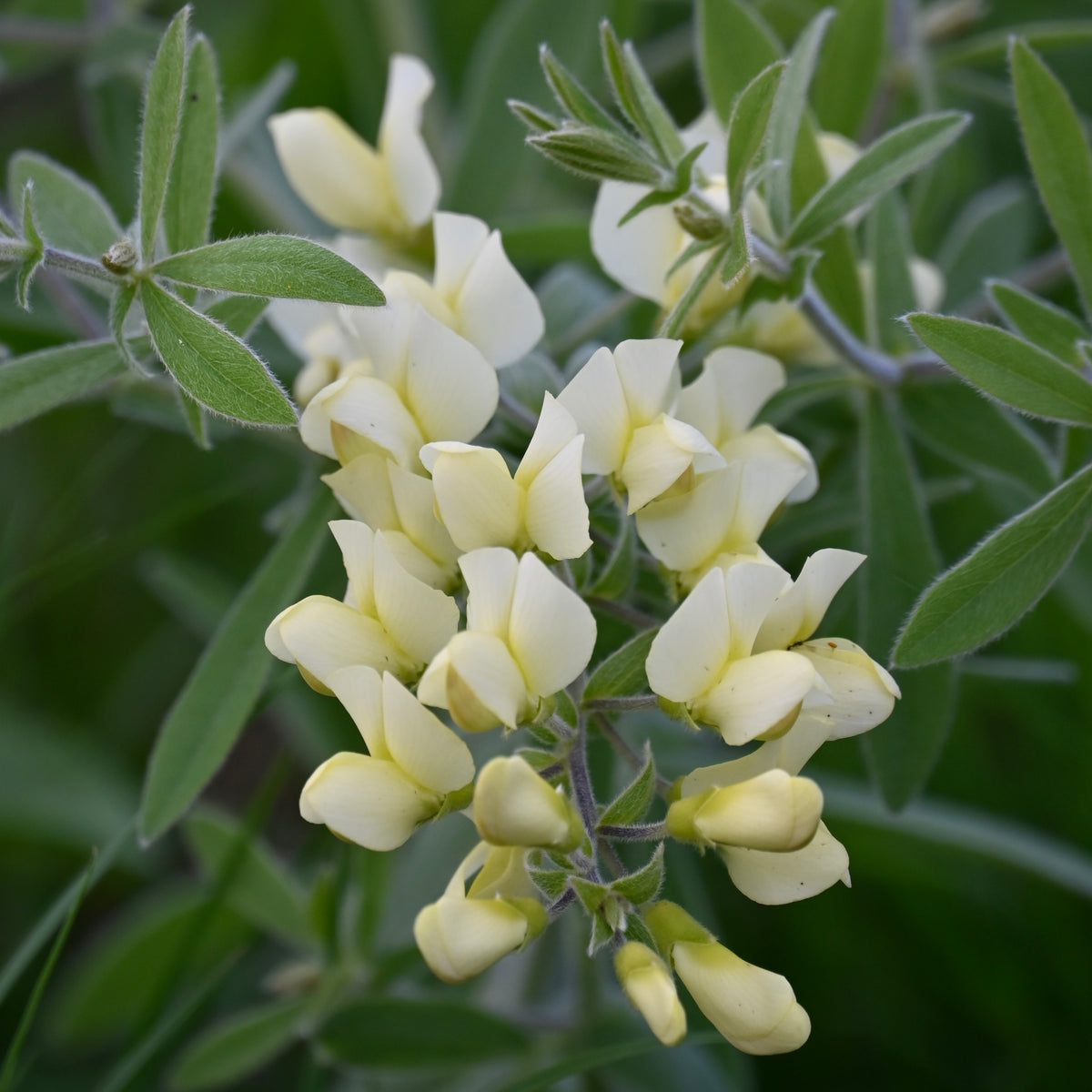 Cream False Indigo (Baptisia bracteata) — Native Plants Unlimited LLC