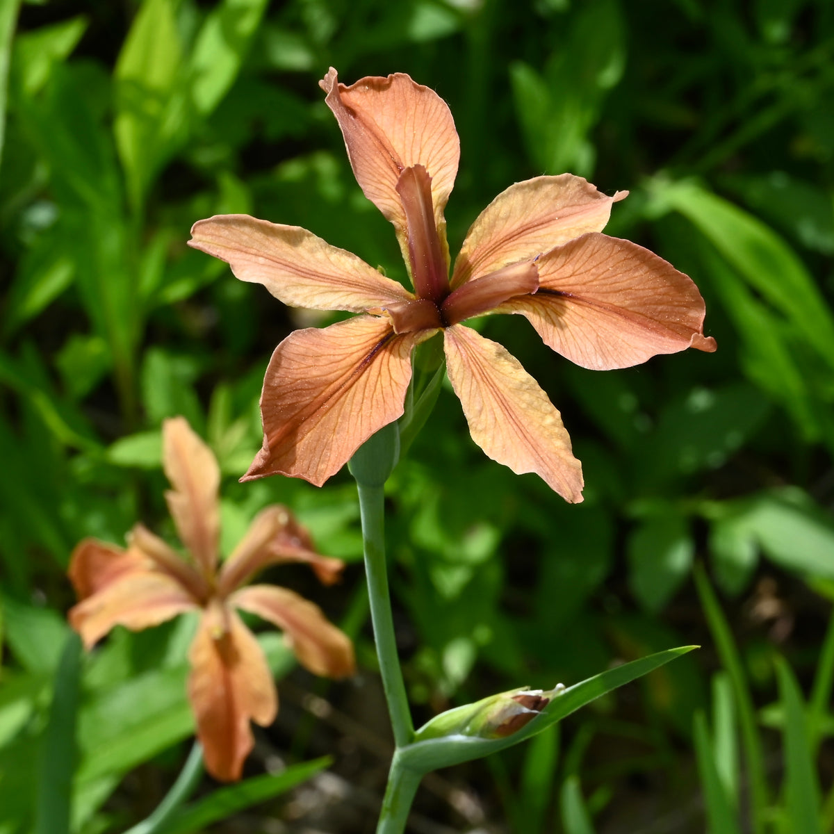 Copper Iris (Iris fulva) — Native Plants Unlimited LLC