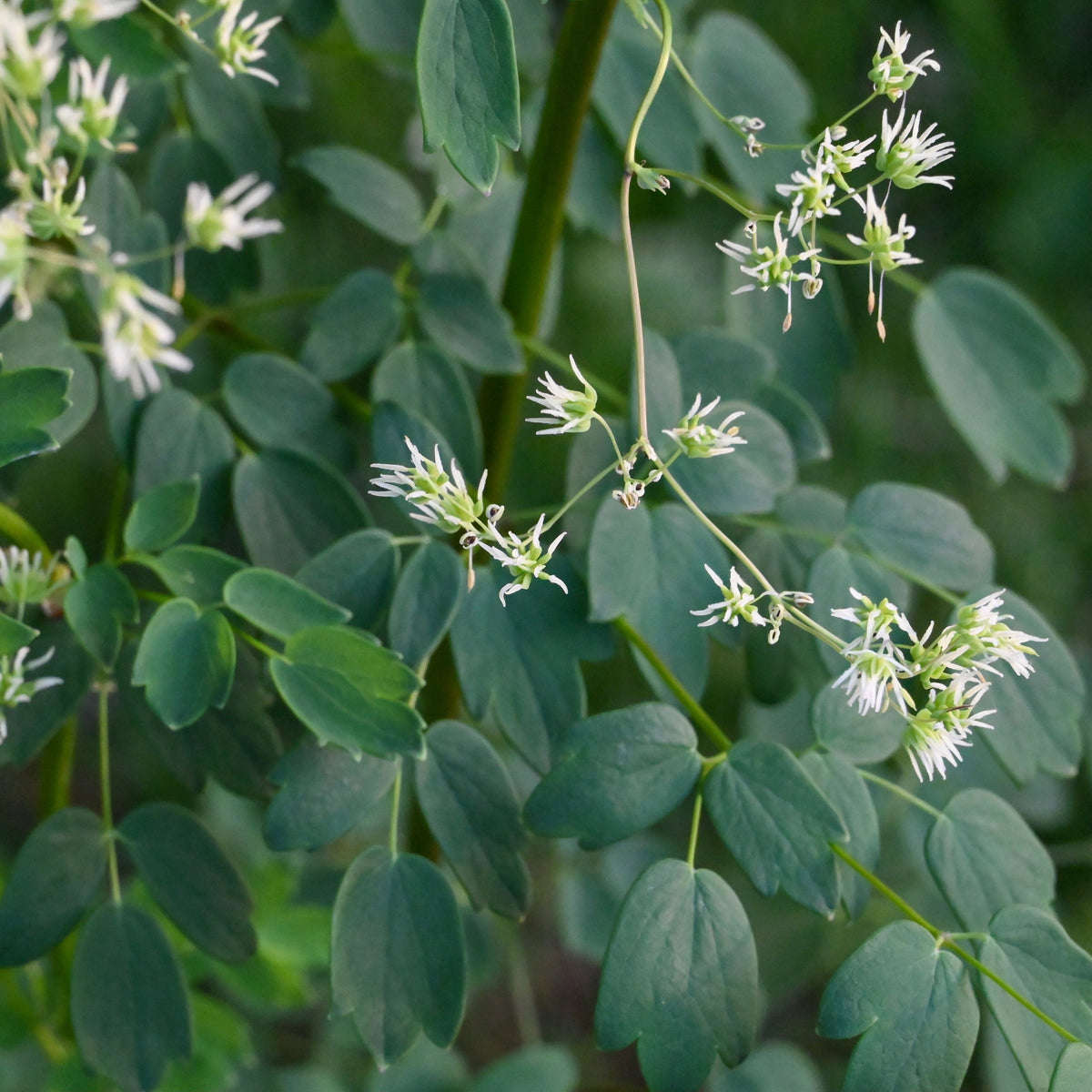 Purple Meadow Rue (Thalictrum dasycarpum) — Native Plants Unlimited LLC