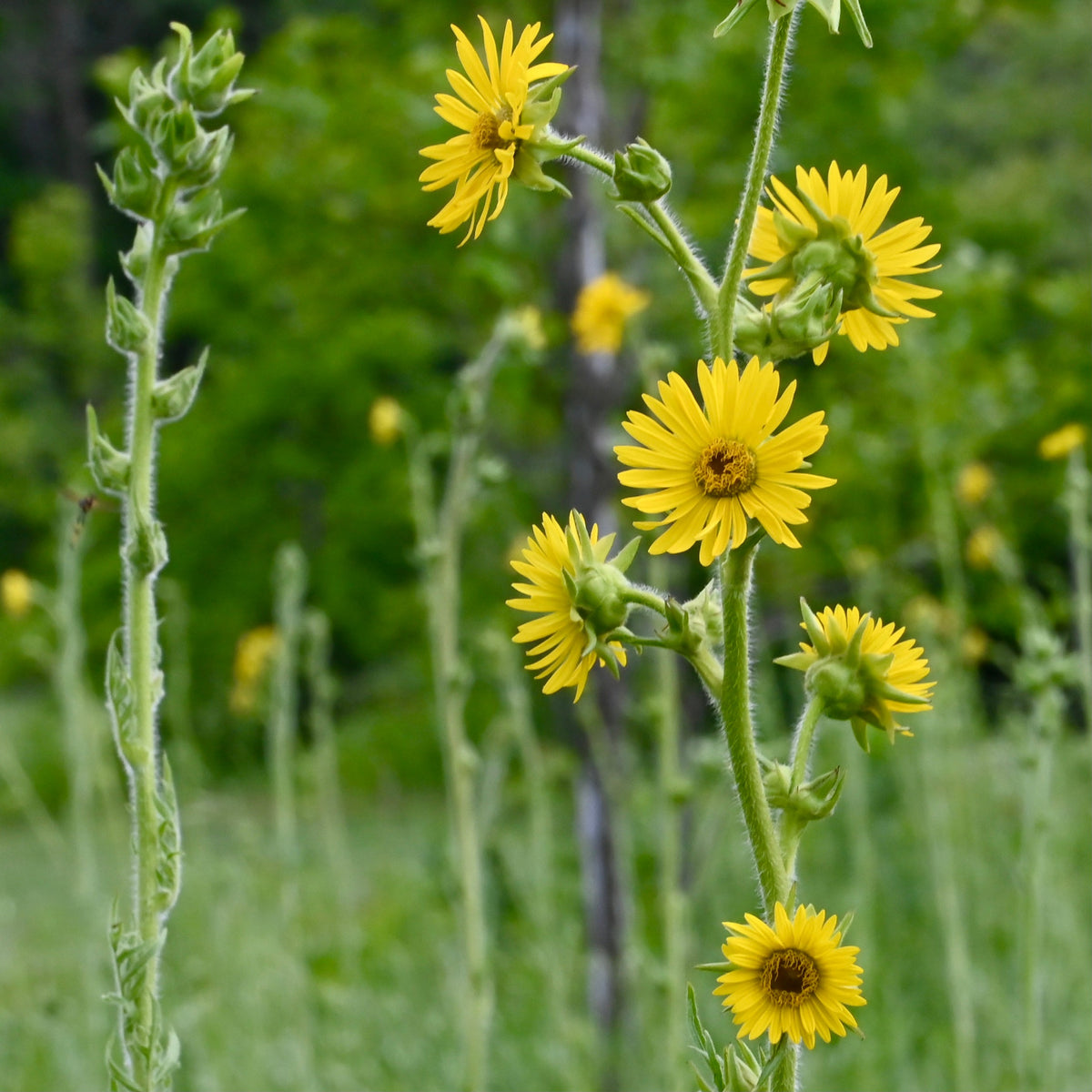 Compass Plant (Silphium laciniatum) 1 GAL — Native Plants Unlimited LLC
