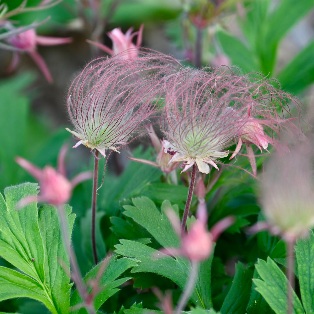 Prairie Smoke (Geum triflorum) — Native Plants Unlimited LLC