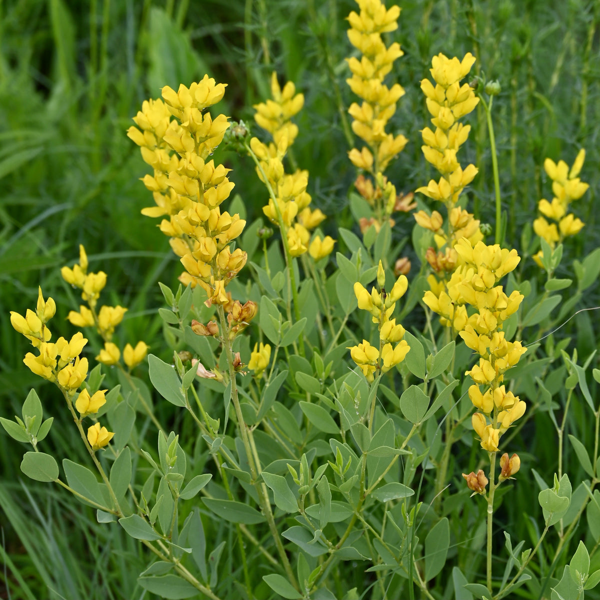 Large Yellow Wild Indigo (Baptisia sphaerocarpa) — Native Plants ...