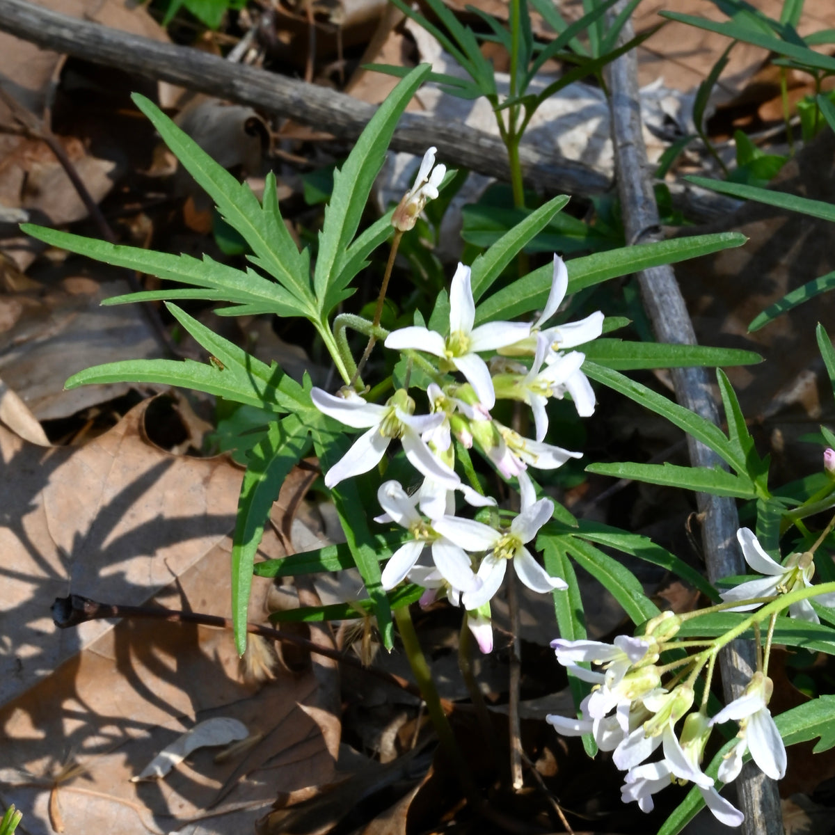 Cutleaf Toothwort (Cardamine concatenata) BARE ROOT — Native Plants ...