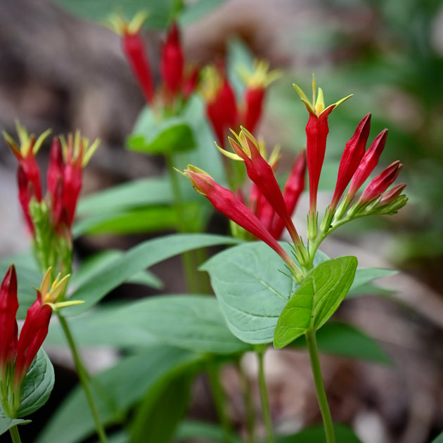 Woodland Pinkroot (Spigelia marilandica) BARE ROOT | Native Plants ...