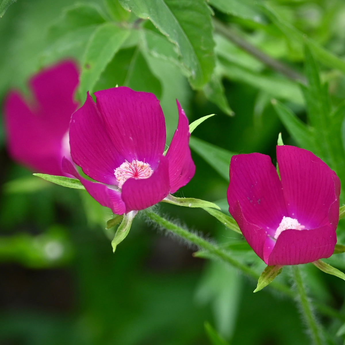 Purple Poppy Mallow (Callirhoe involucrata) 2"x2"x3" Pot — Native ...