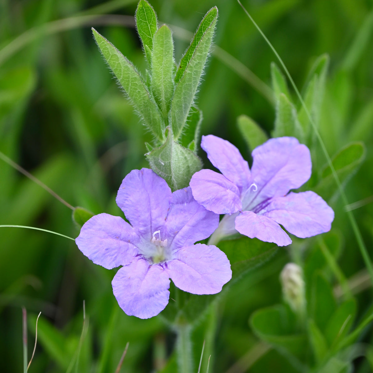 Wild Petunia (Ruellia humilis) — Native Plants Unlimited LLC
