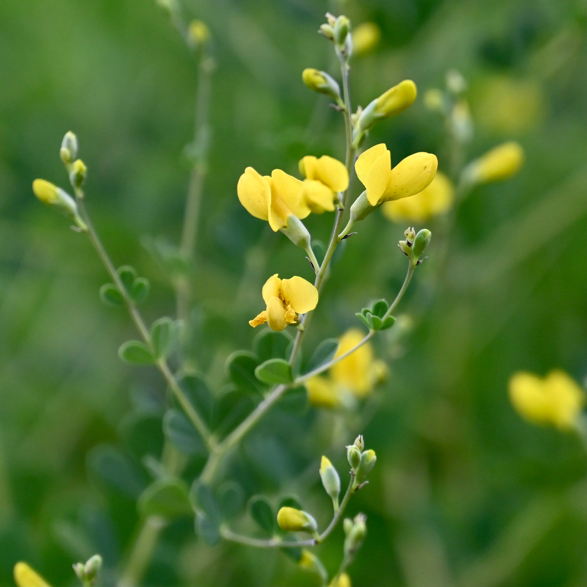 Small Yellow Wild Indigo (Baptisia tinctoria) — Native Plants Unlimited LLC