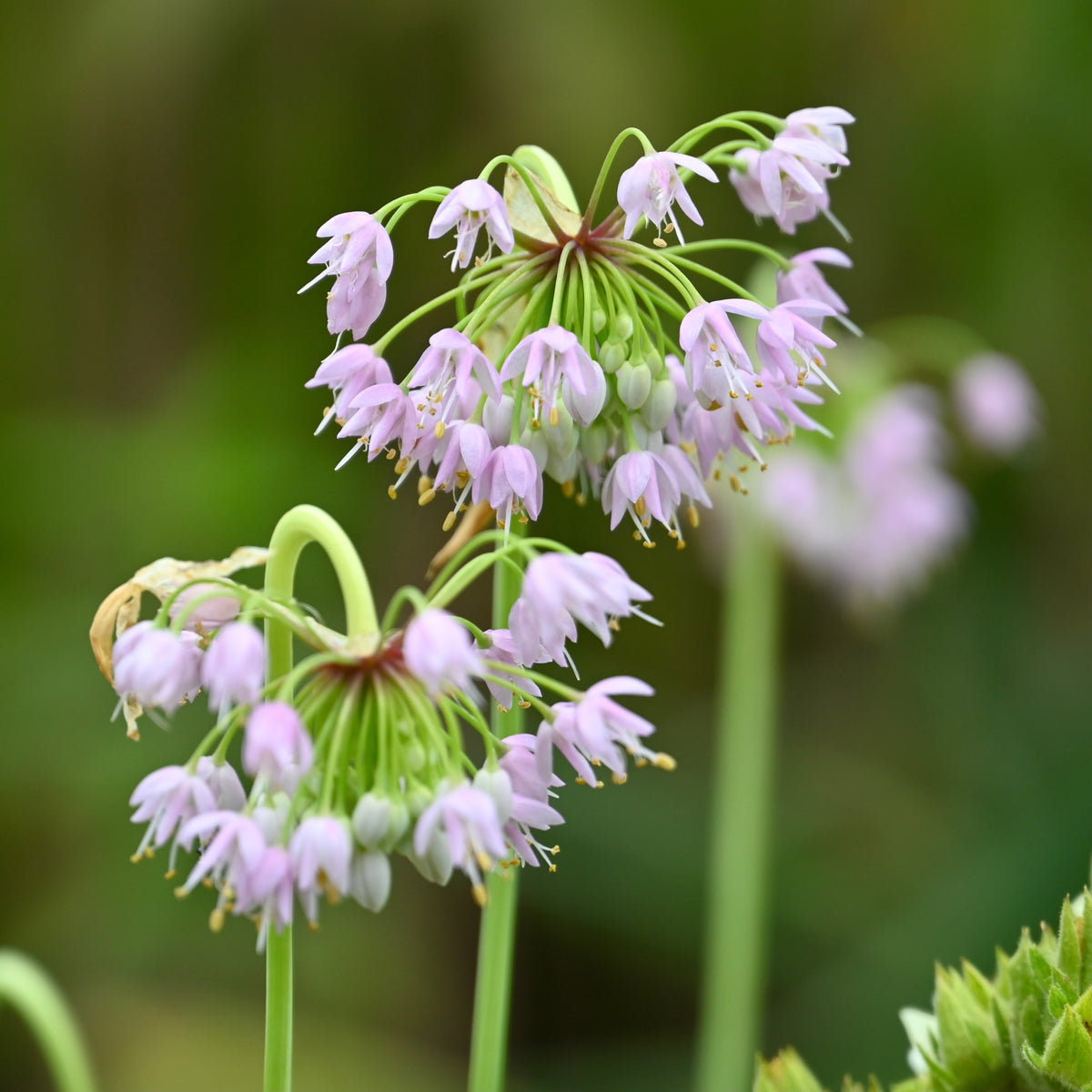Nodding Wild Onion (Allium cernuum) 2x2x3" Pot — Native Plants ...