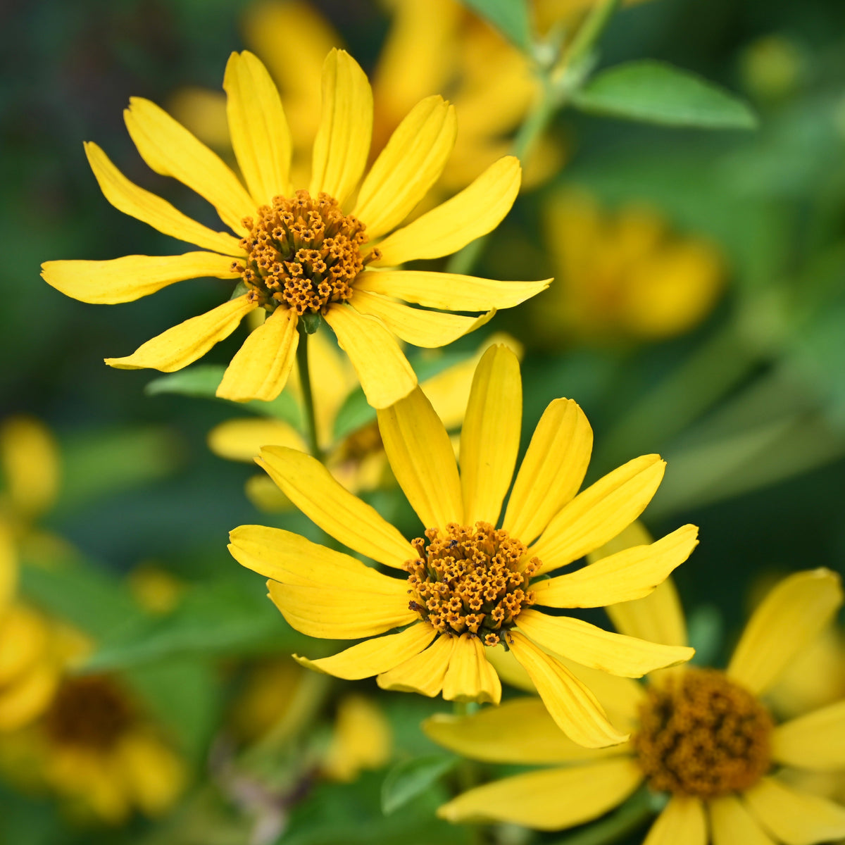 False Sunflower (Heliopsis helianthoides) 1 GAL — Native Plants ...