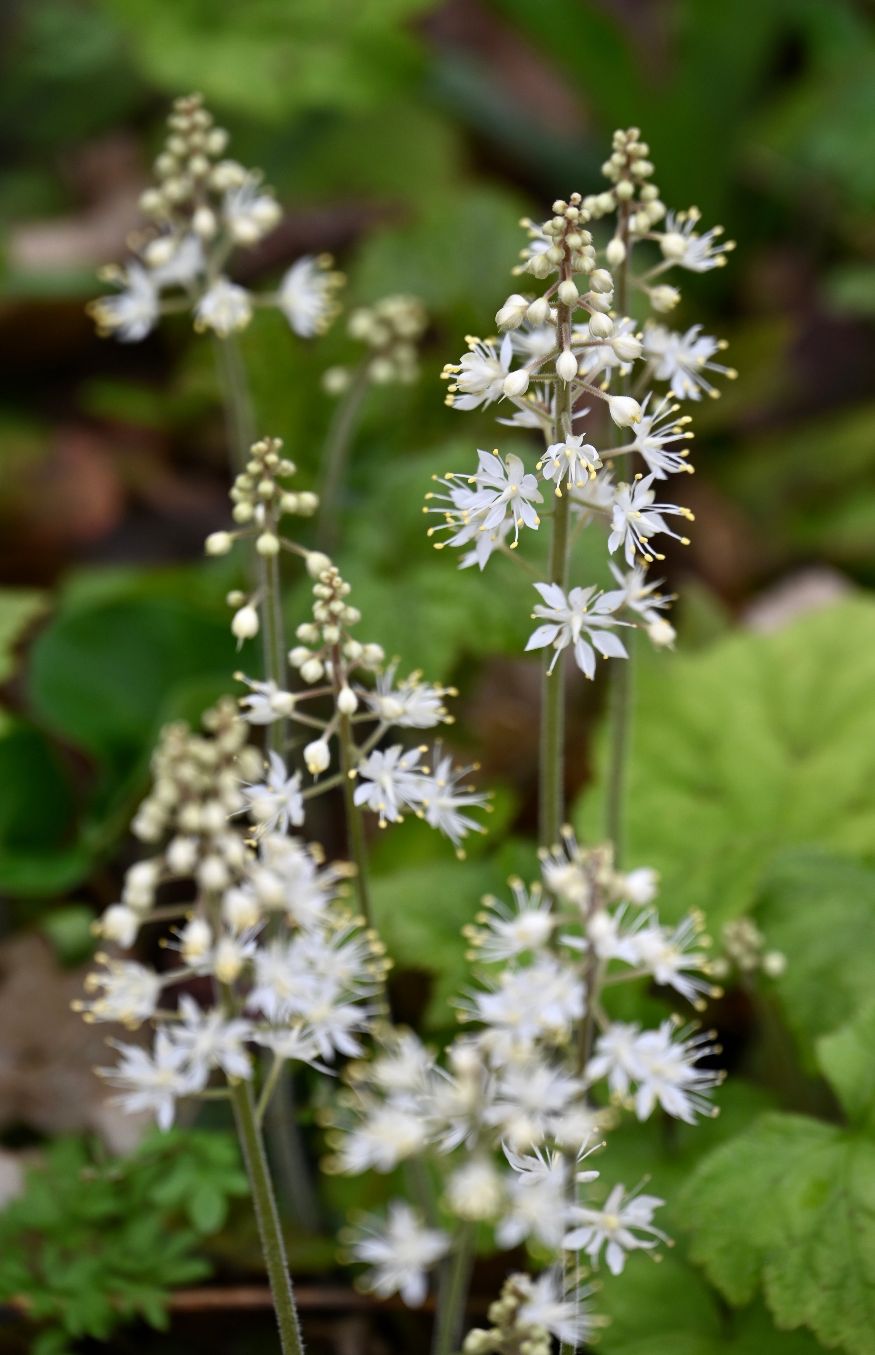 Native Plants Unlimited LLC