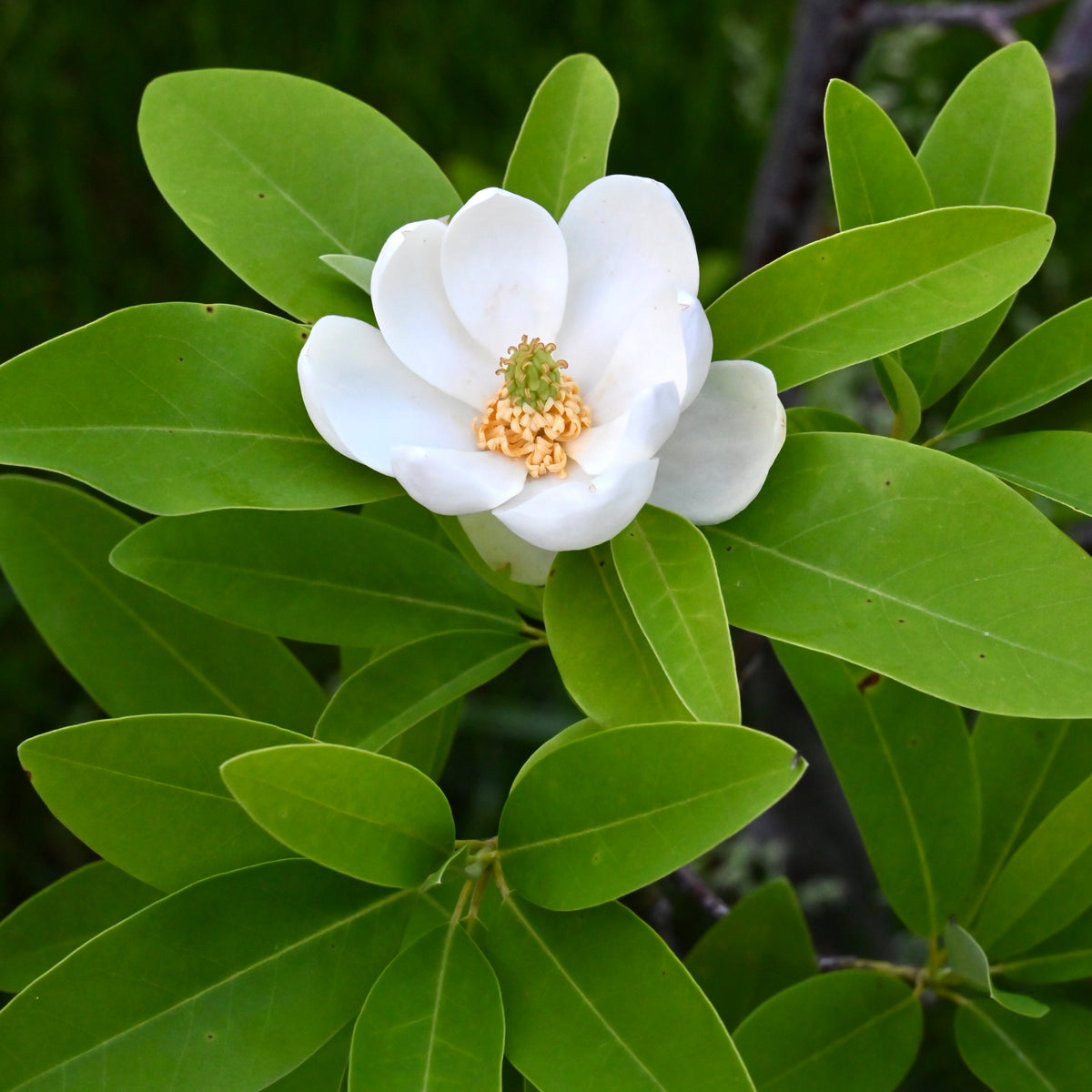 Sweetbay Magnolia (Magnolia virginiana) 1 GAL — Native Plants Unlimited LLC