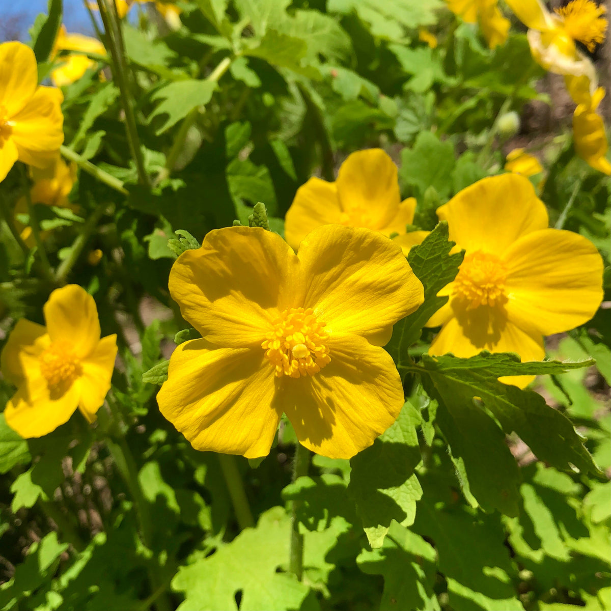 Wood Poppy (Stylophorum diphyllum) BARE ROOT — Native Plants Unlimited LLC