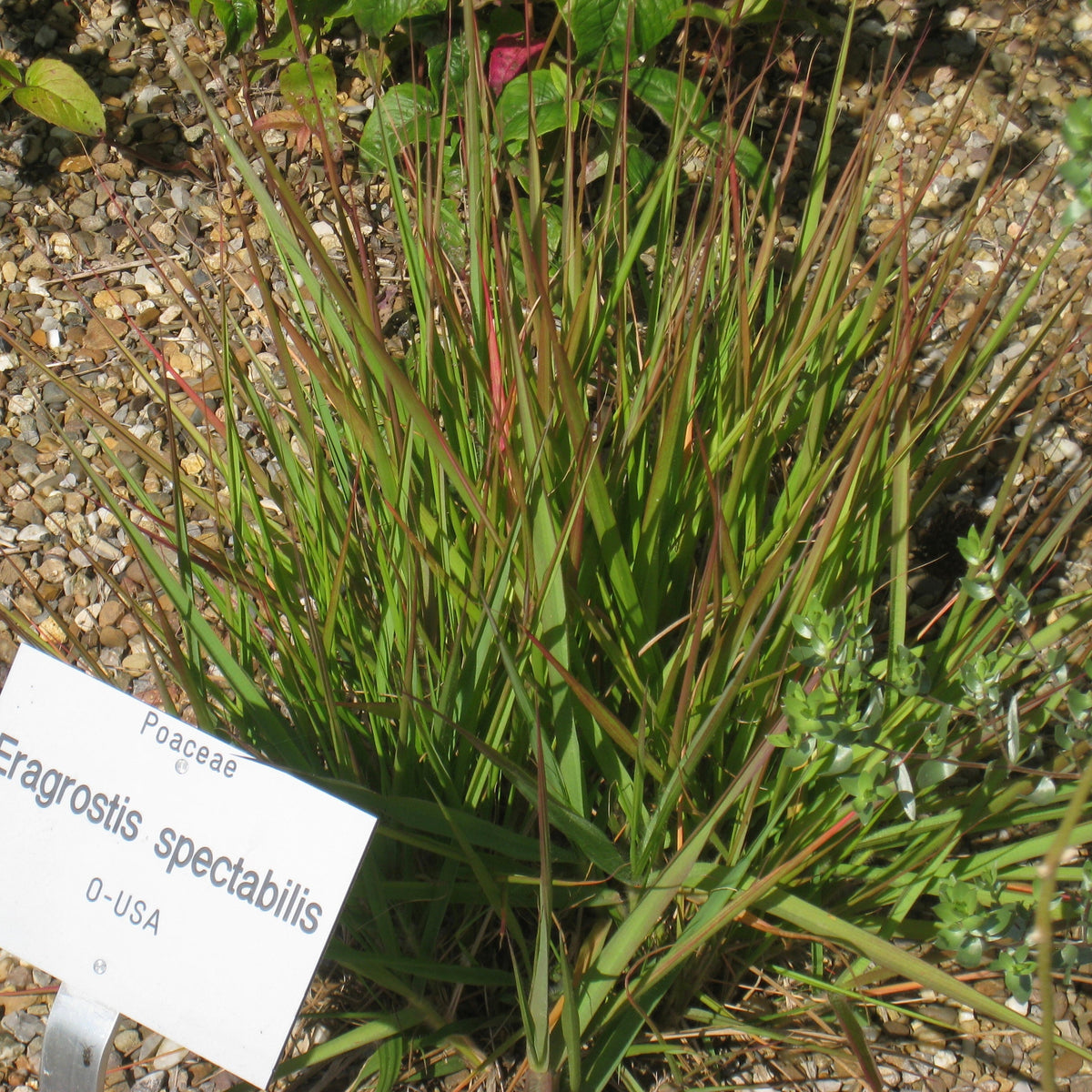 Purple Lovegrass (Eragrostis spectabilis) 1 GAL — Native Plants ...