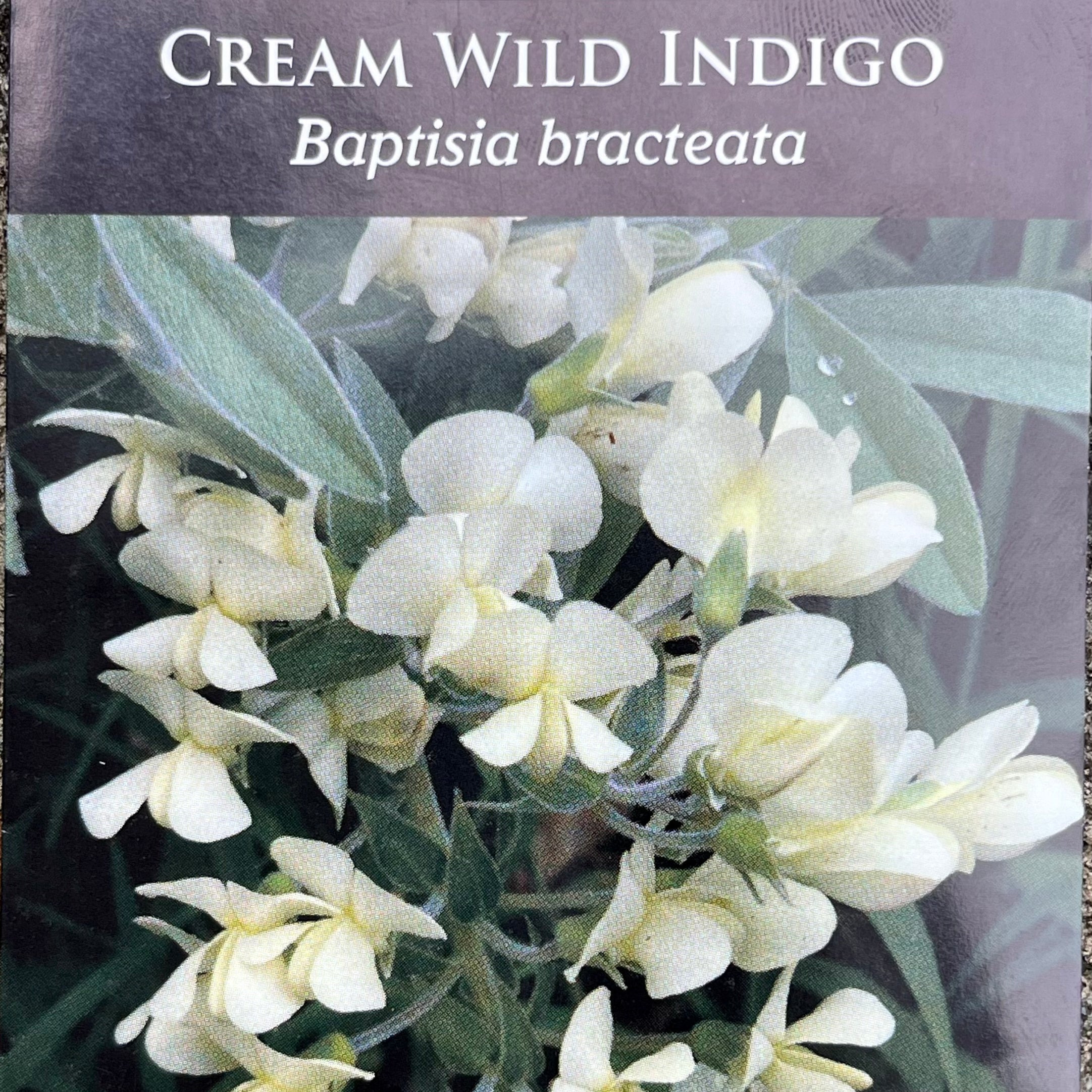 Seed Pack - Cream False Indigo (Baptisia bracteata) — Native Plants ...