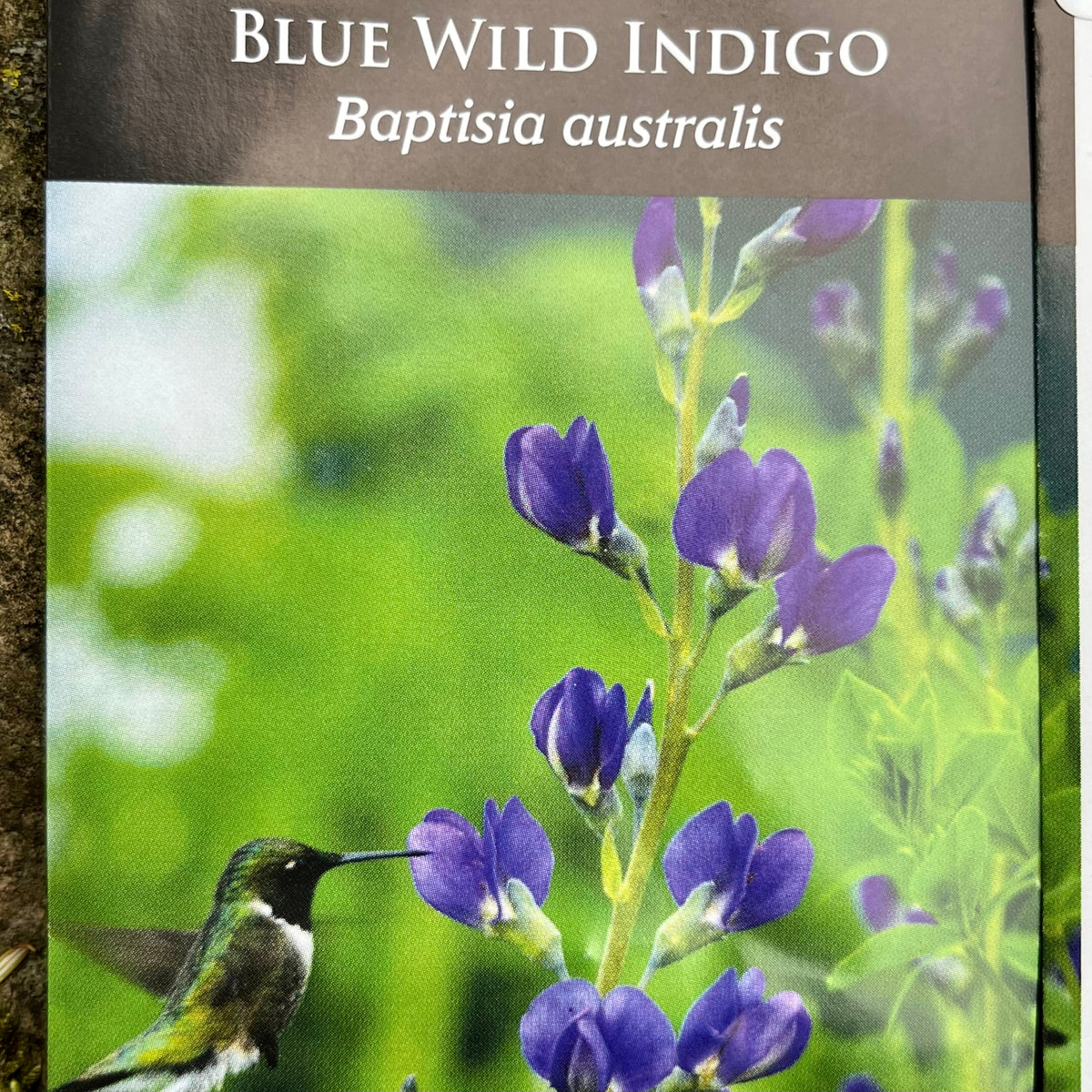 Seed Pack - Blue False Indigo (Baptisia australis) — Native Plants ...