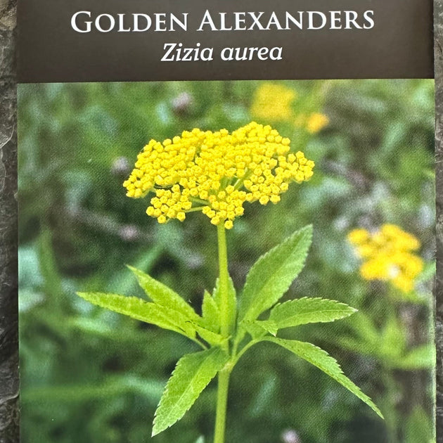 Seed Pack - Golden Alexanders (Zizia aurea) | Native Plants Unlimited LLC