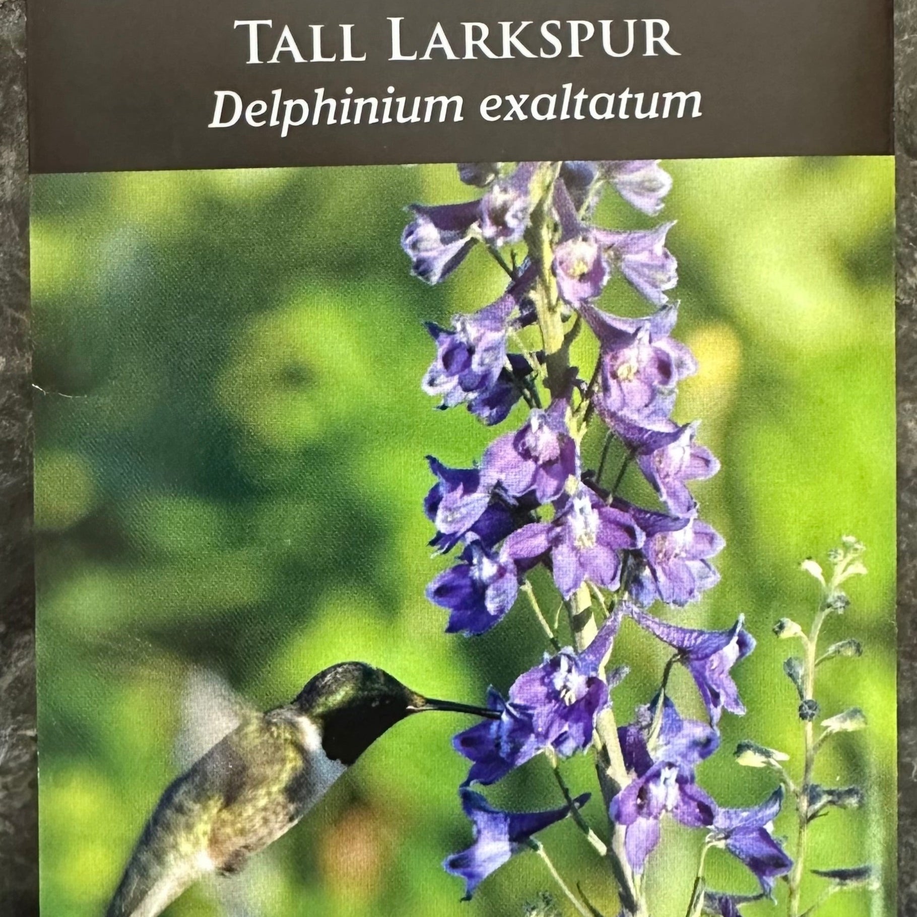Seed Pack - Tall Larkspur (Delphinium exaltatum) — Native Plants ...