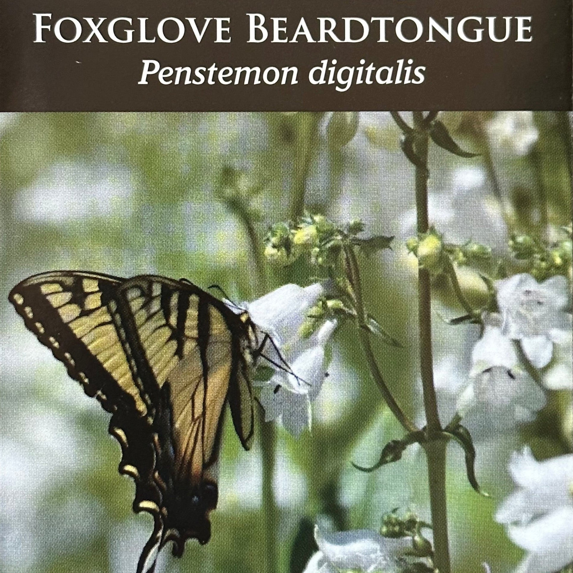 Seed Pack - Foxglove Penstemon (Penstemon digitalis) — Native Plants ...