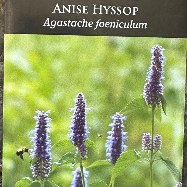 Seed Pack - Anise Hyssop (Agastache foeniculum) | Native Plants ...