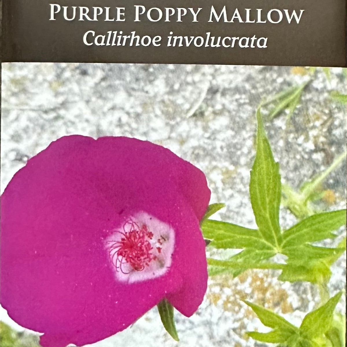Seed Pack - Purple Poppy Mallow (Callirhoe involucrata) — Native Plants ...