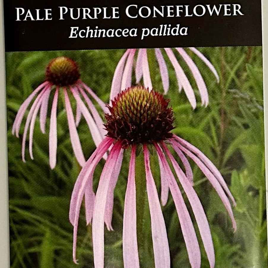 Seed Pack - Pale Purple Coneflower (Echinacea pallida) — Native Plants ...