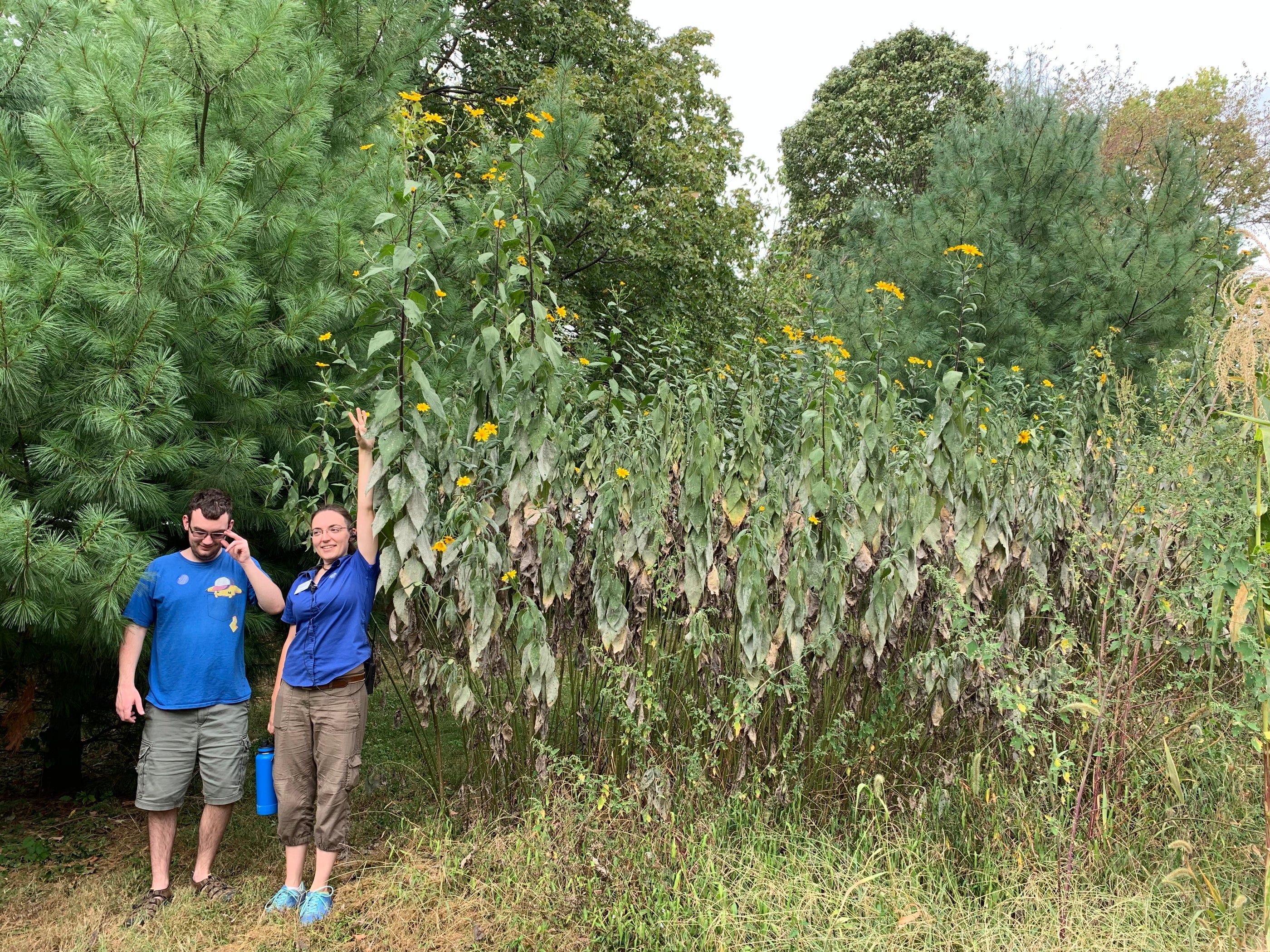 Sunchoke (Helianthus tuberosus) 1 GAL — Native Plants Unlimited LLC