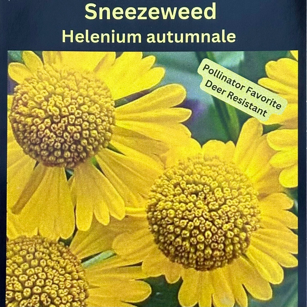 Seed Pack - Autumn Sneezeweed (Helenium autumnale) — Native Plants ...