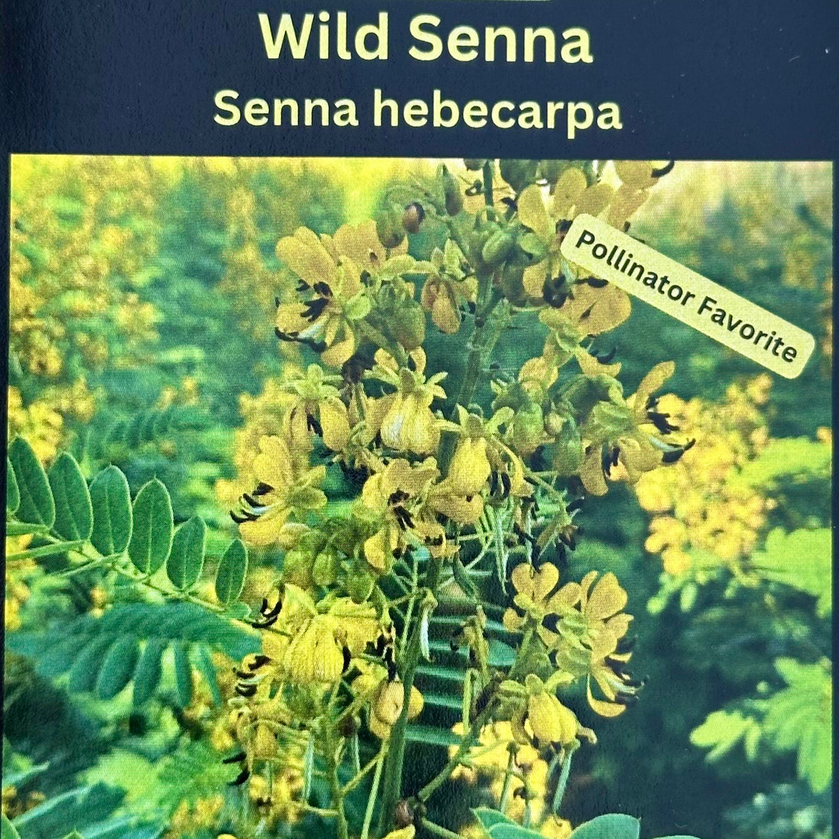 Seed Pack - Wild Senna (Senna hebecarpa) — Native Plants Unlimited LLC